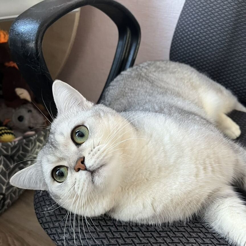 Вязка кошек