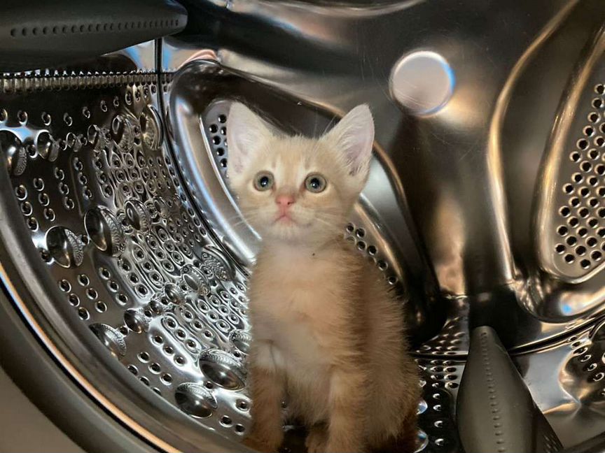 Котята в добрые руки мальчики