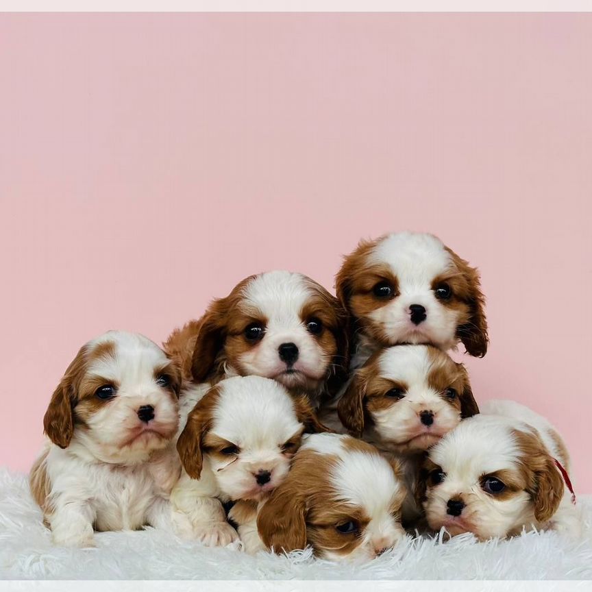 Кавалер кинг-чарльз-спаниель, щенок