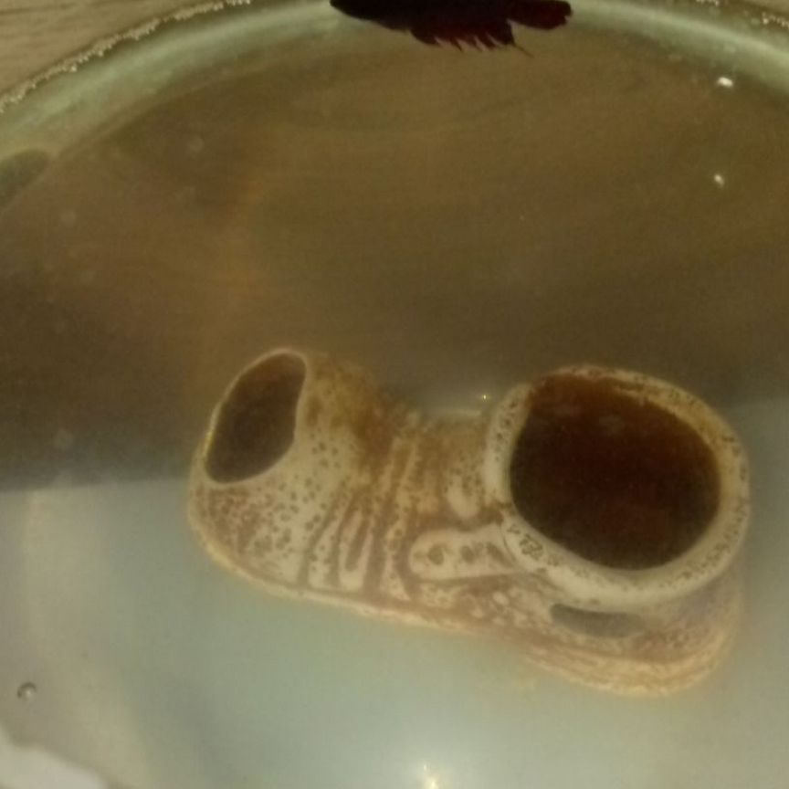 Аквариумные рыбки бесплатно и аквариум