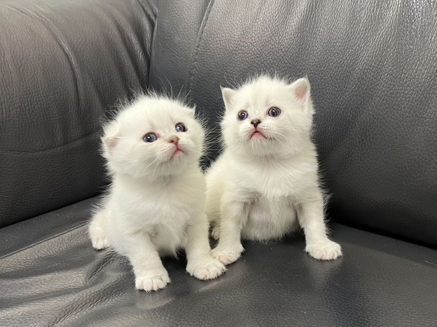 Шотландские котята