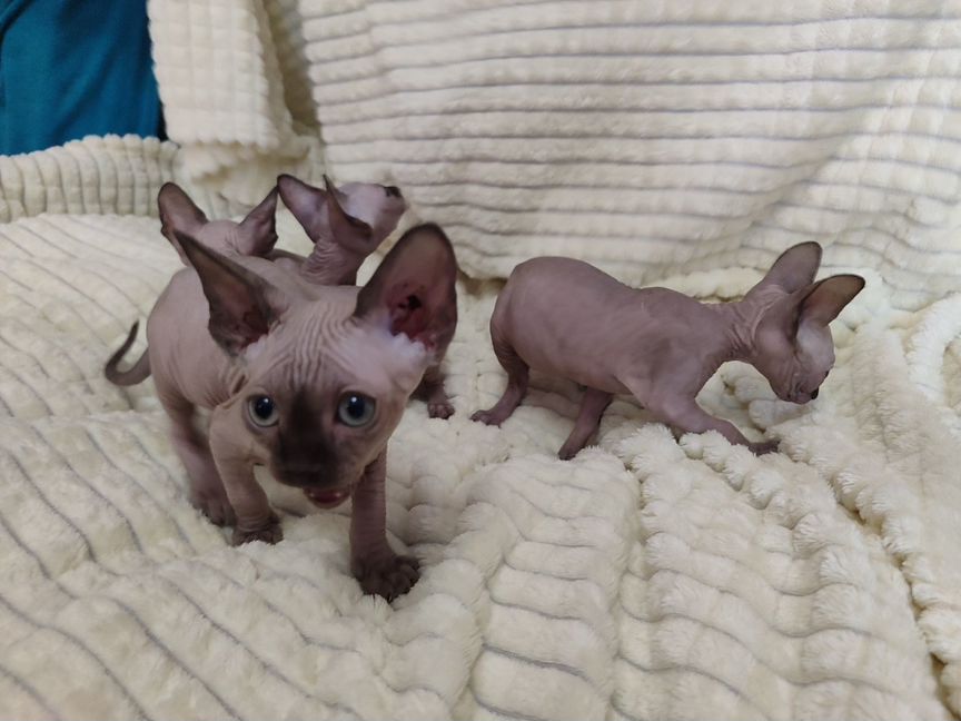 Продам Канадских сфинксов