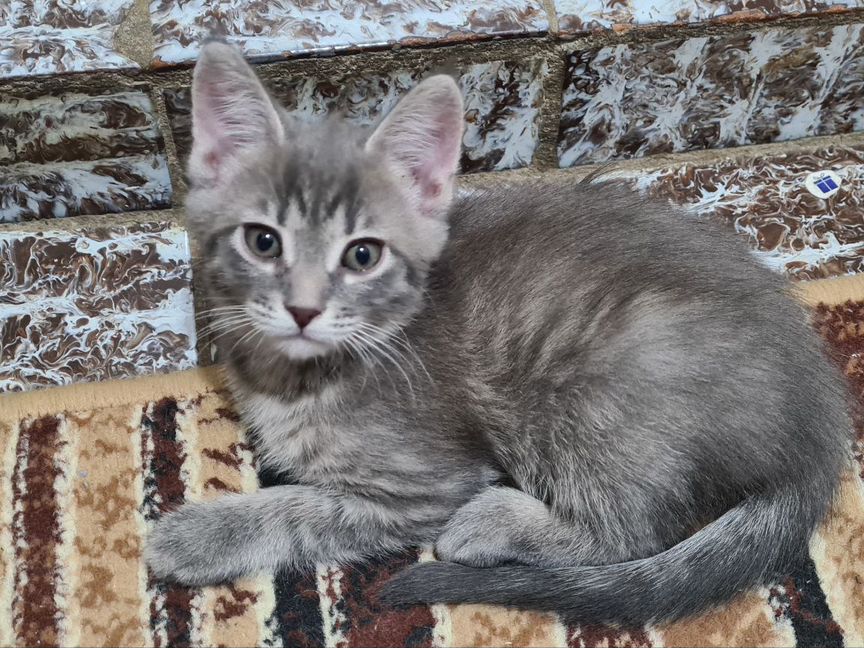 Котята майкун бесплатно