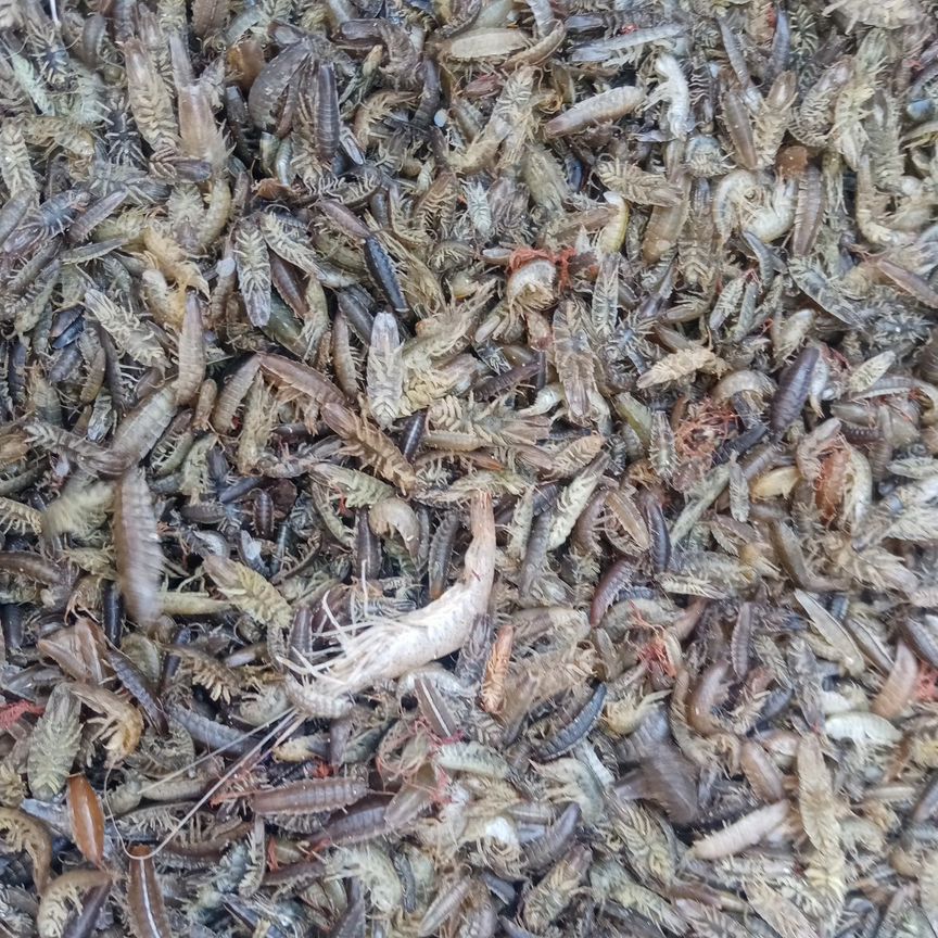 Гаммарус сухой