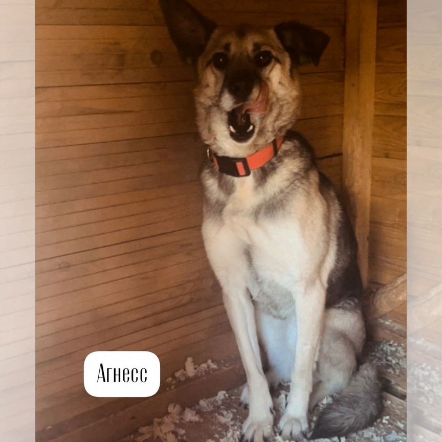 Молодые собачки ищут свои семьи