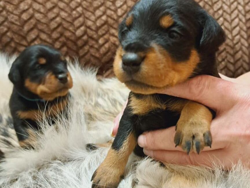 Щенки ягдтерьера