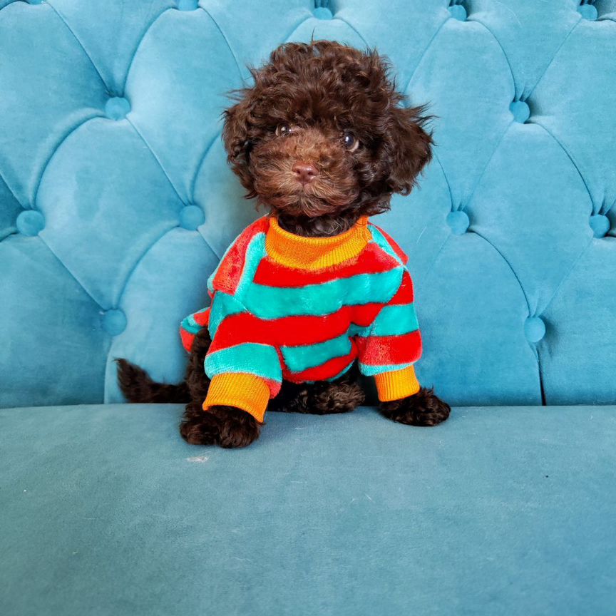 Тедди шоколад мини девочка