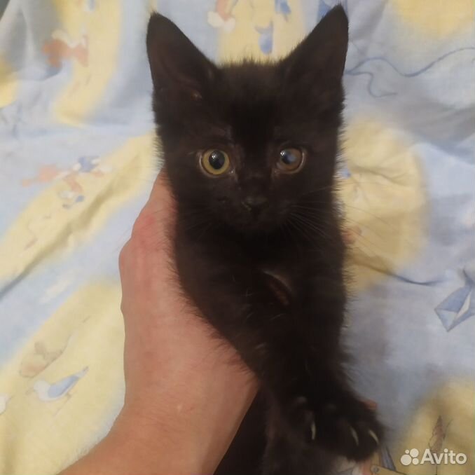 Котёнок, метис. Кошечка. Чёрная