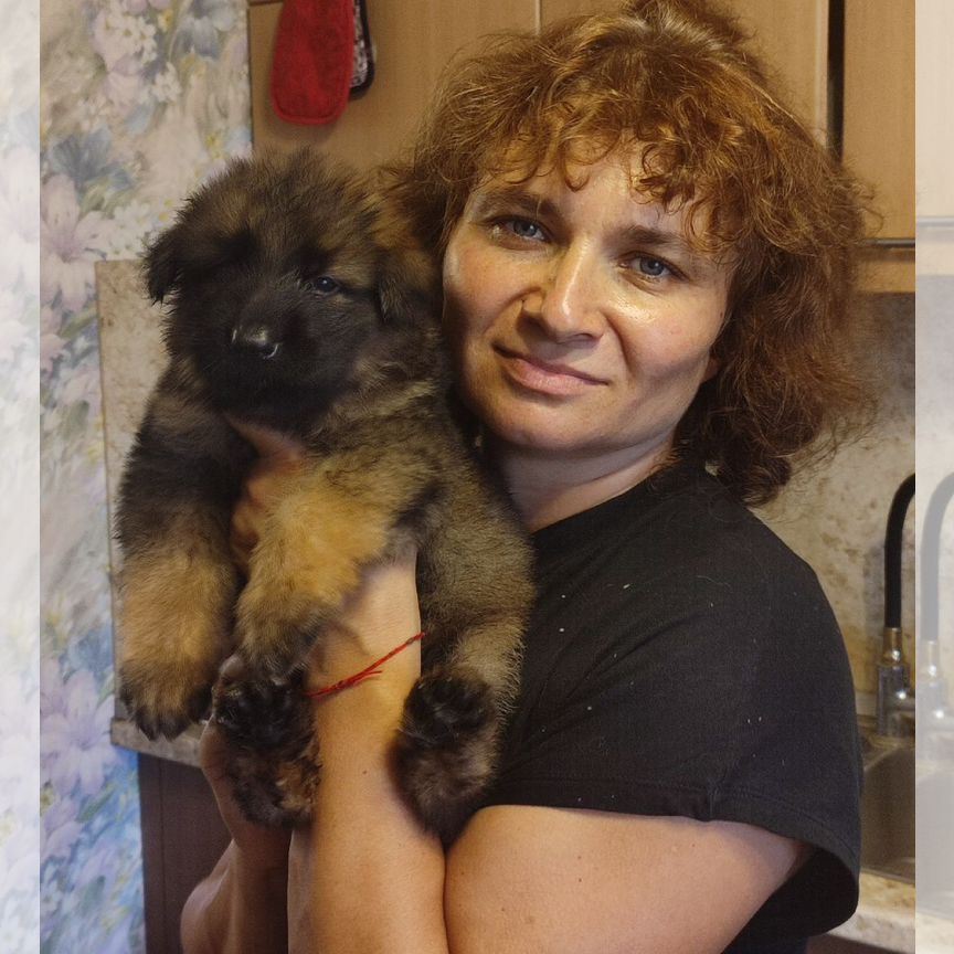 Немецкая овчарка, щенок