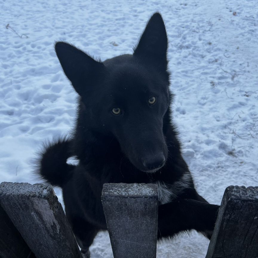 Щенок