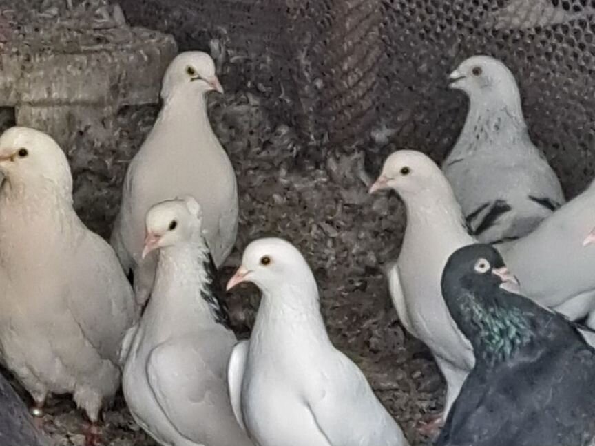 Продаются голуби