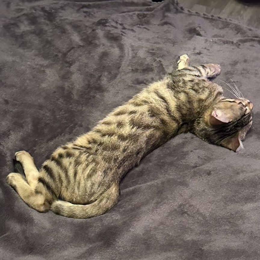 Бенгальская