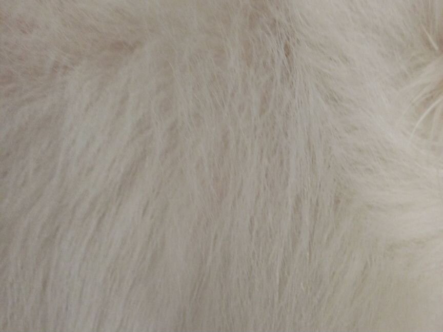 Шерсть самоеда