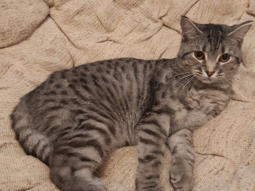 Кошка Матильда