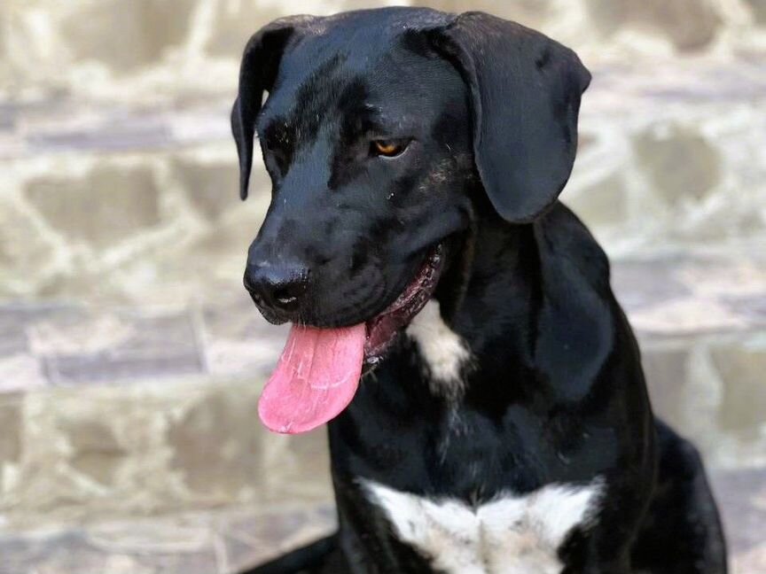 Отдам диванную собаку