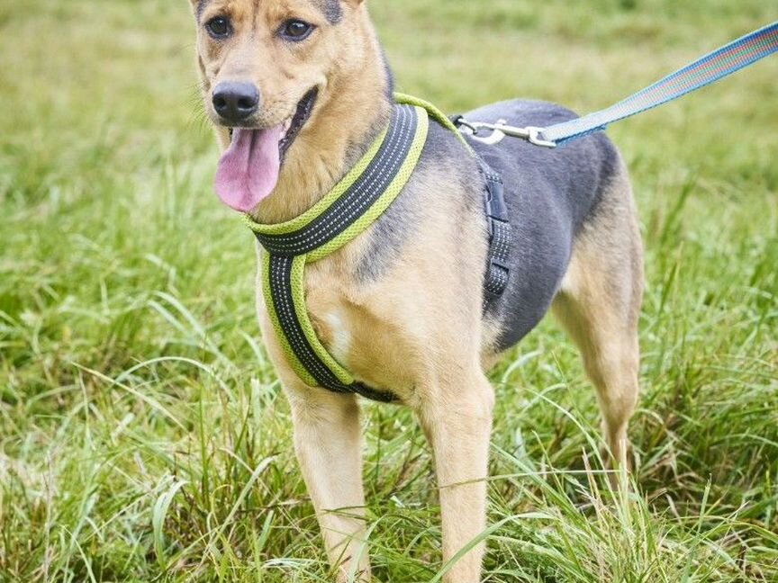 Элис живёт в приюте и очень тоскует