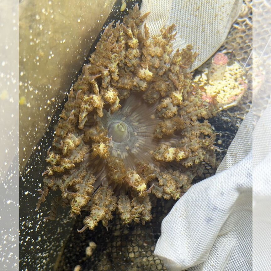 Песчаный анемон для морского аквариума