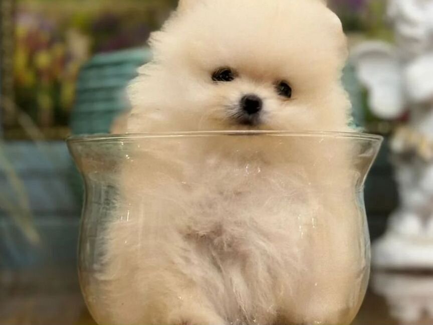 Мини Мальчик