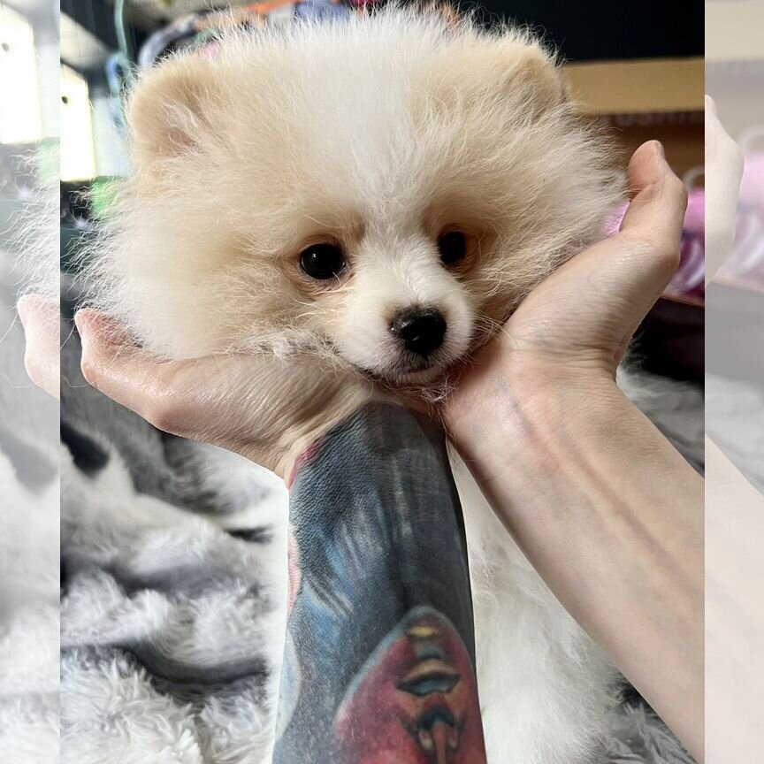 Немецкий шпиц, щенок