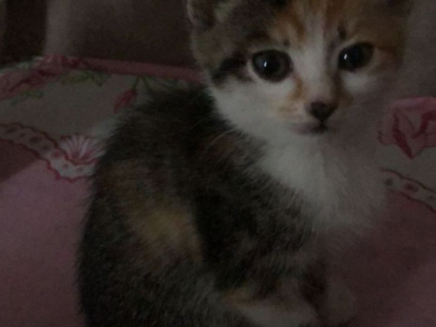 Котятки добрым людям