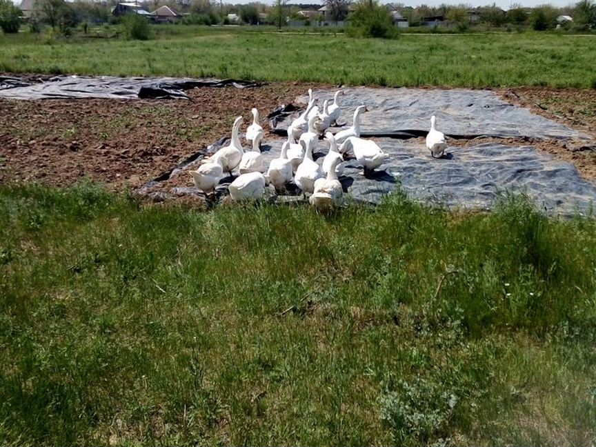 Гусь (Линда, большой серый)