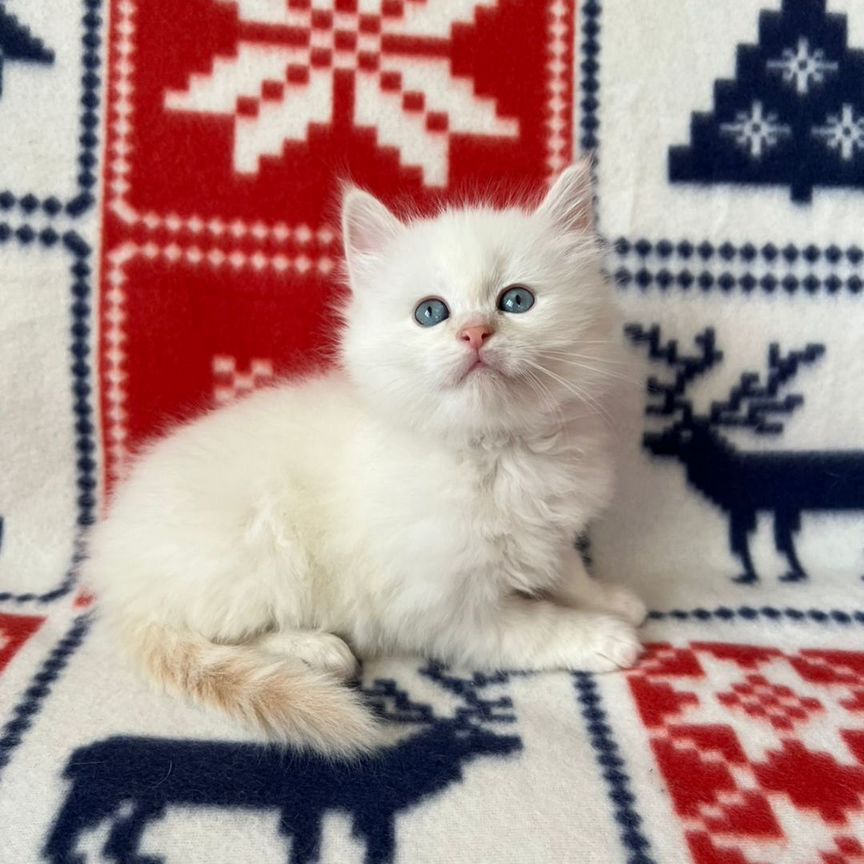 Котята невские маскарадные