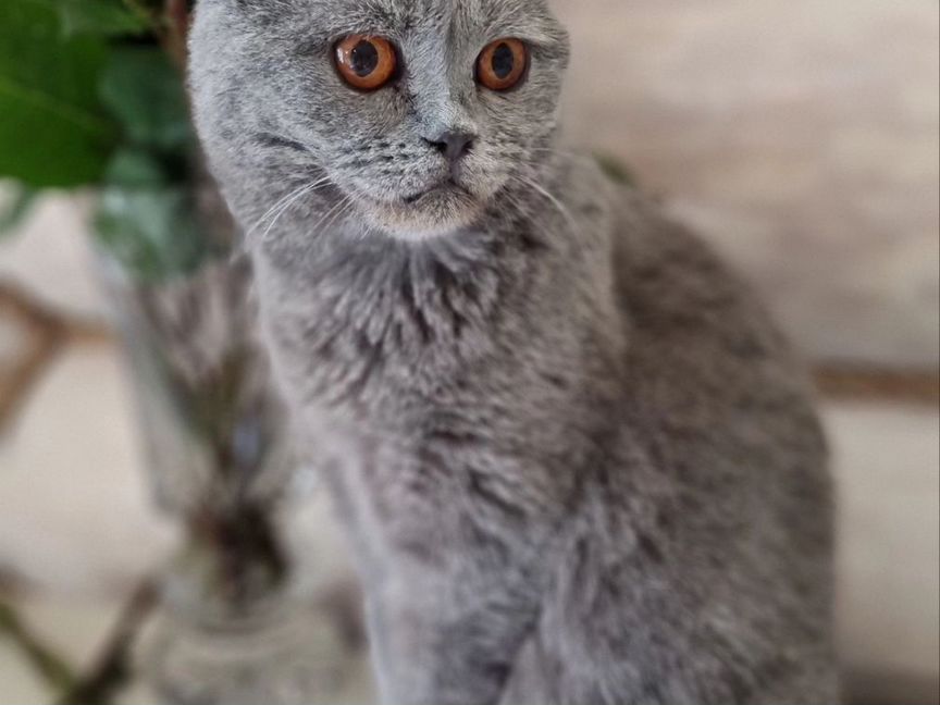 Британская кошка Сара