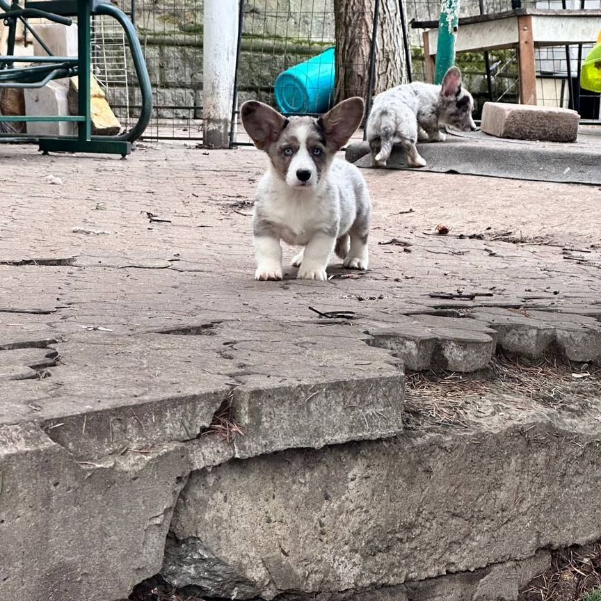 Кардиган корги 2,5 месяца
