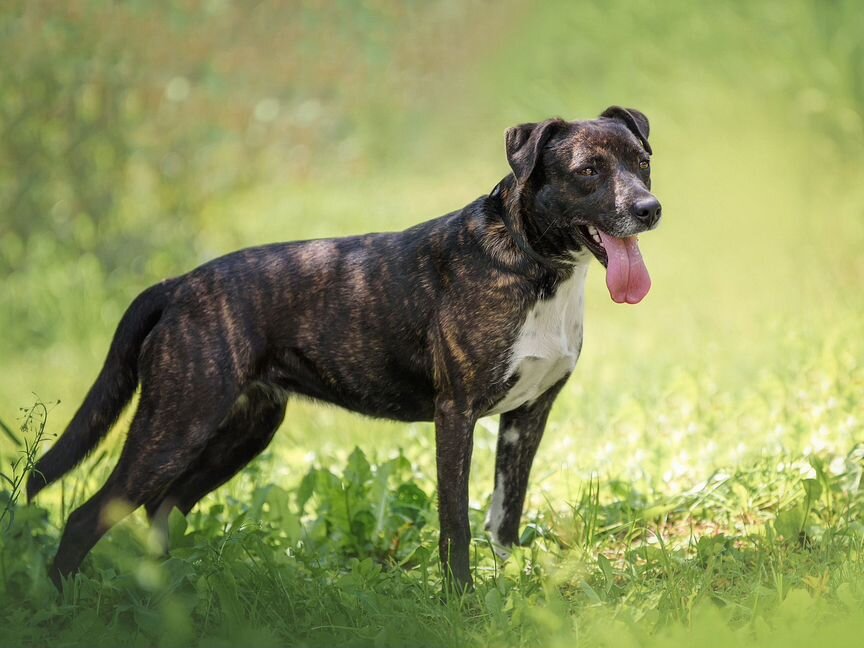 Питбуль даром