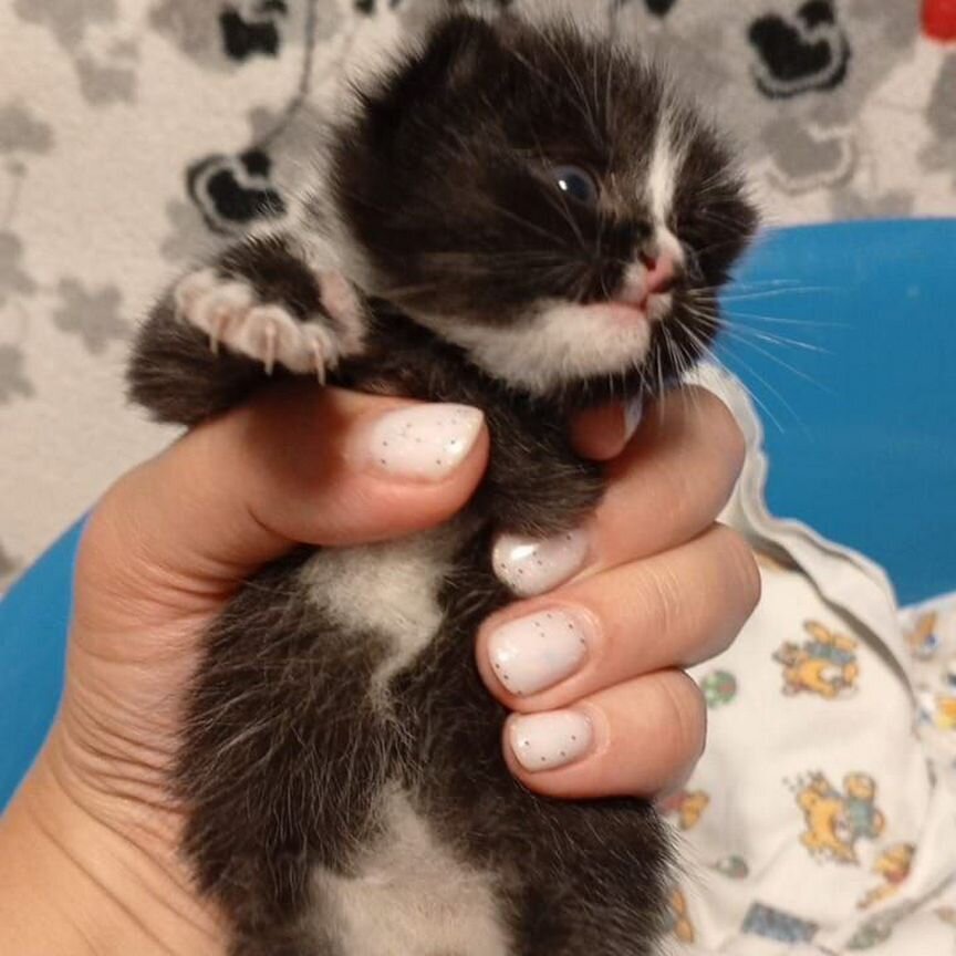 Отдам в добрые руки