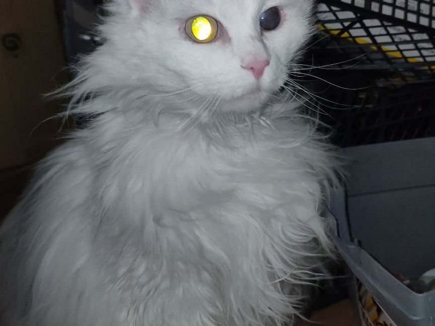 Кошка турецкая ангора