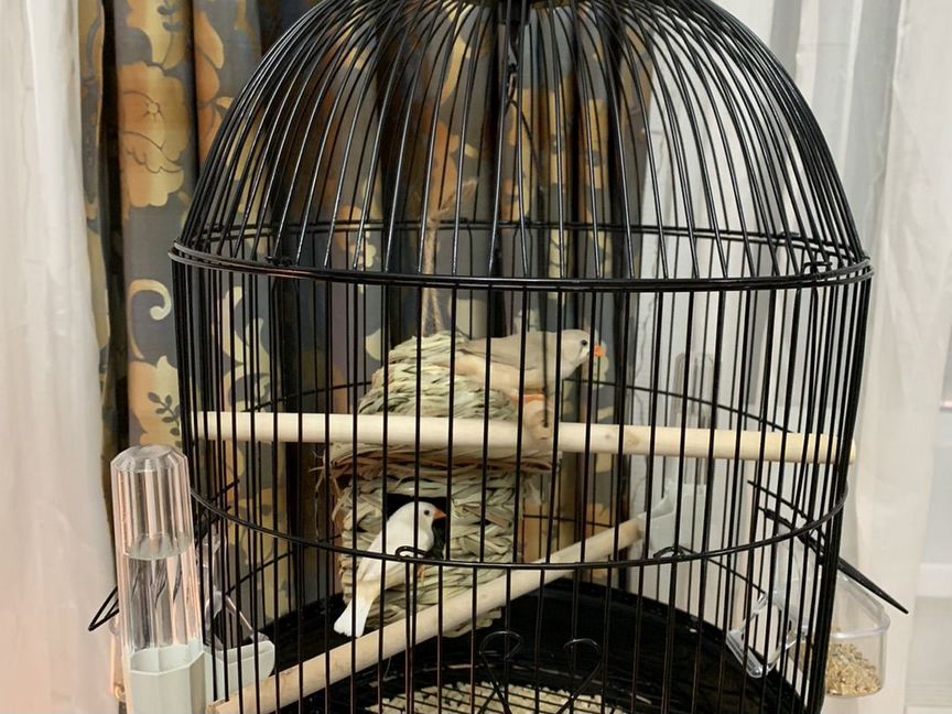Клетка с Амадинами