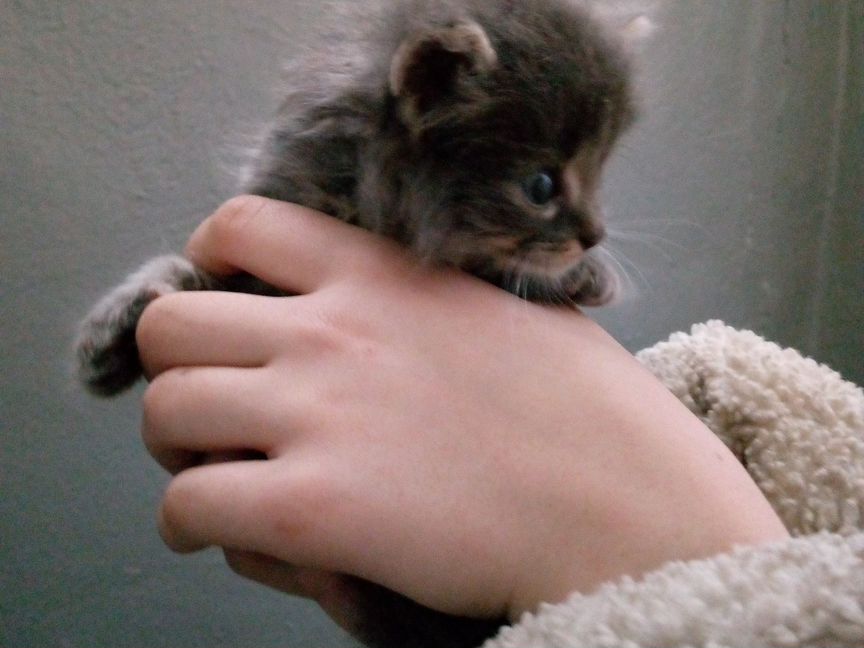 Маленький котенок серенький, 2 недели мальчик
