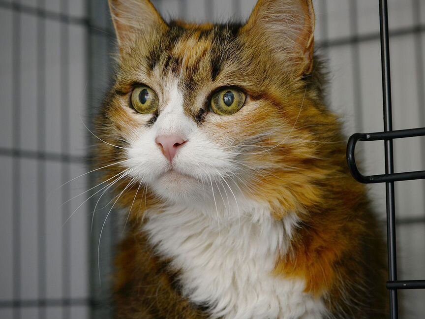 Кошка в дар