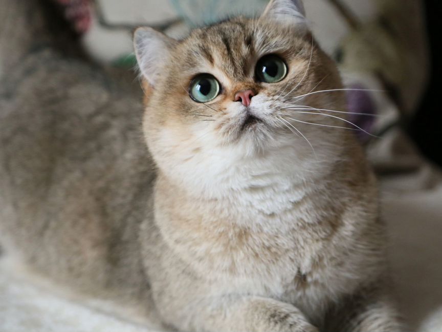 Кошечка в добрые руки в дар