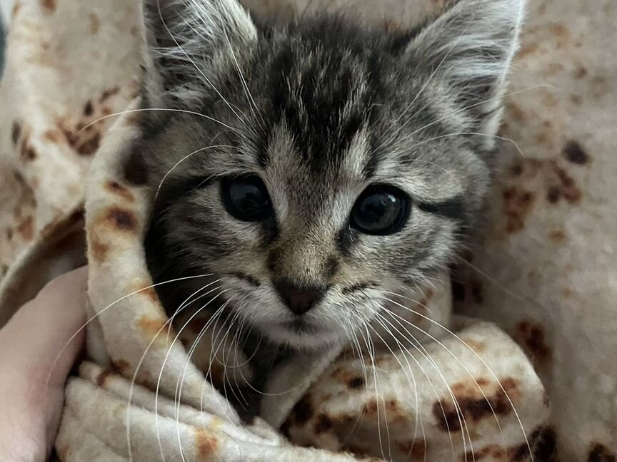 Котенка Мася