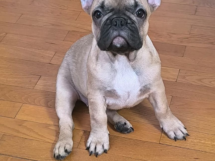 Французский бульдог