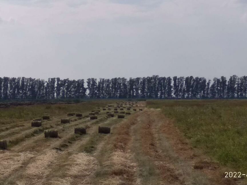 Сено в тюках