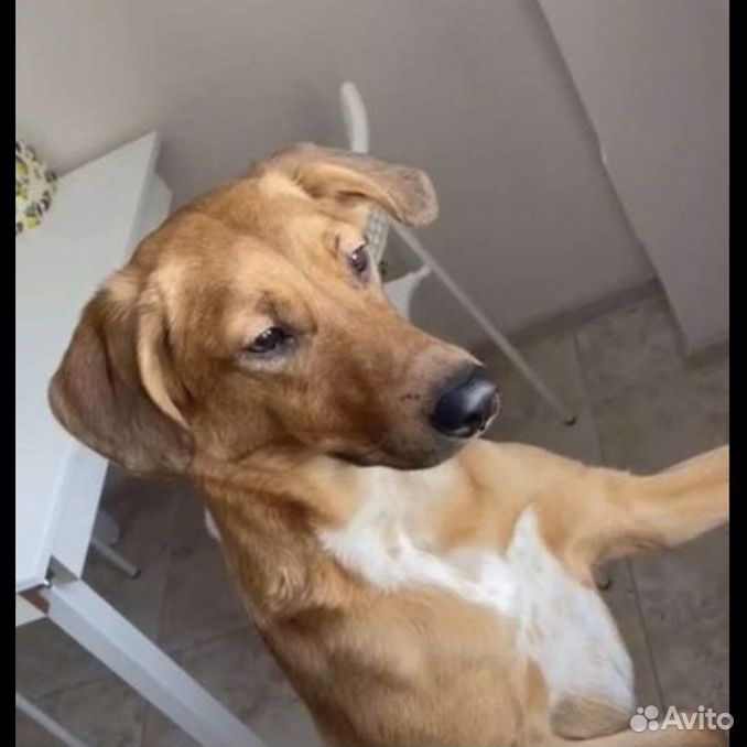 Собака Терра