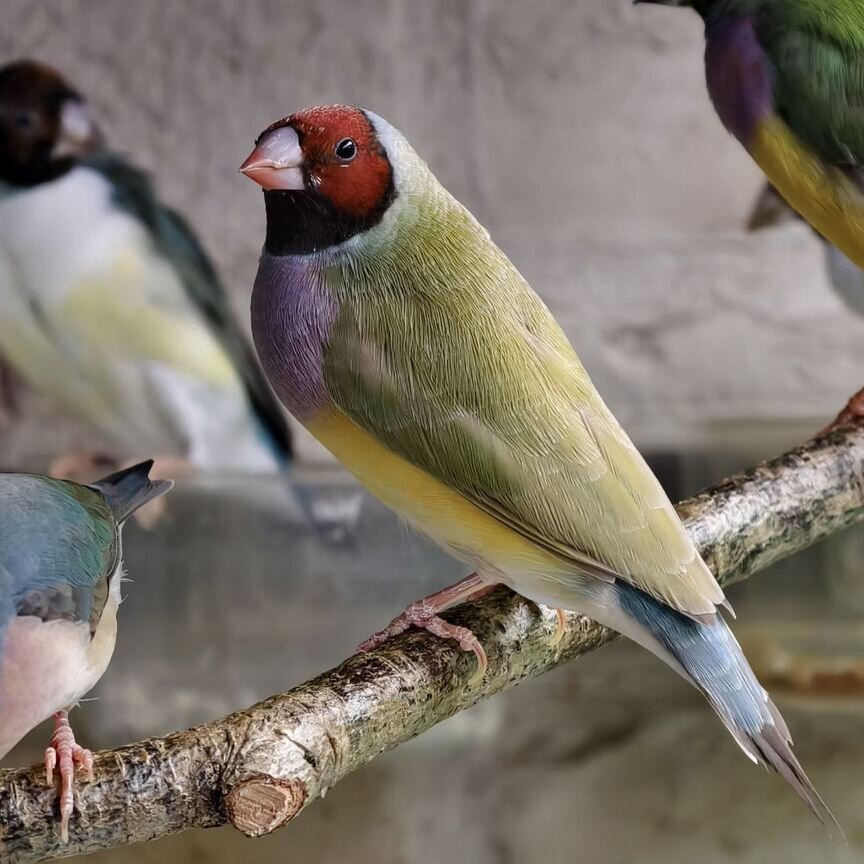 Амадины гульда