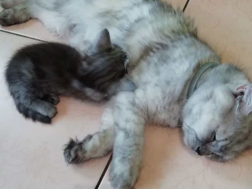 Шотландские котята