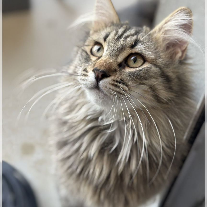 Сибирский котенок ищет дом