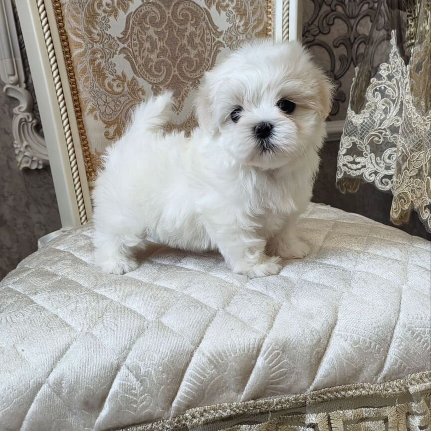 Мальчик мальтезе Корея