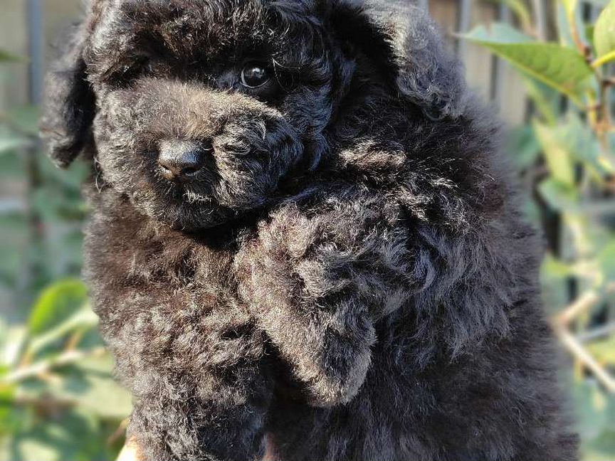 Той-пудель чёрный