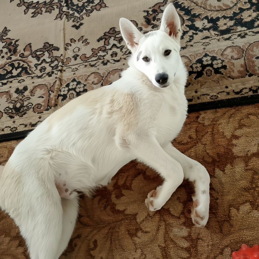 Лайка, щенок