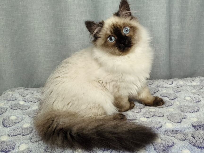 Невская девочка Маргаритка