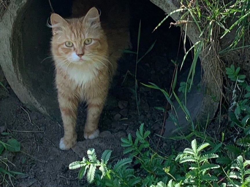 Котик