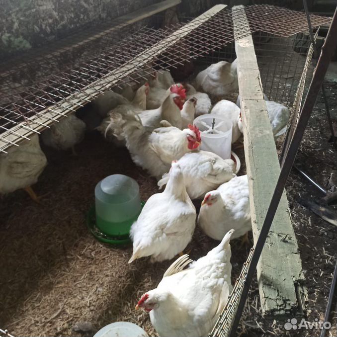 Куры бролерные