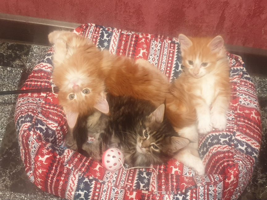 Котята мейн-кун