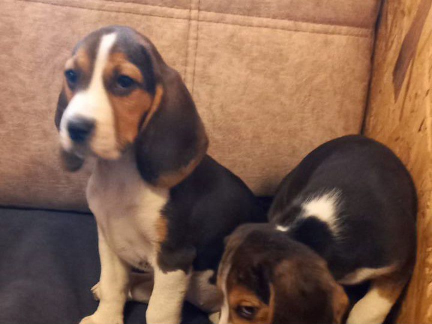 Щенки бигль